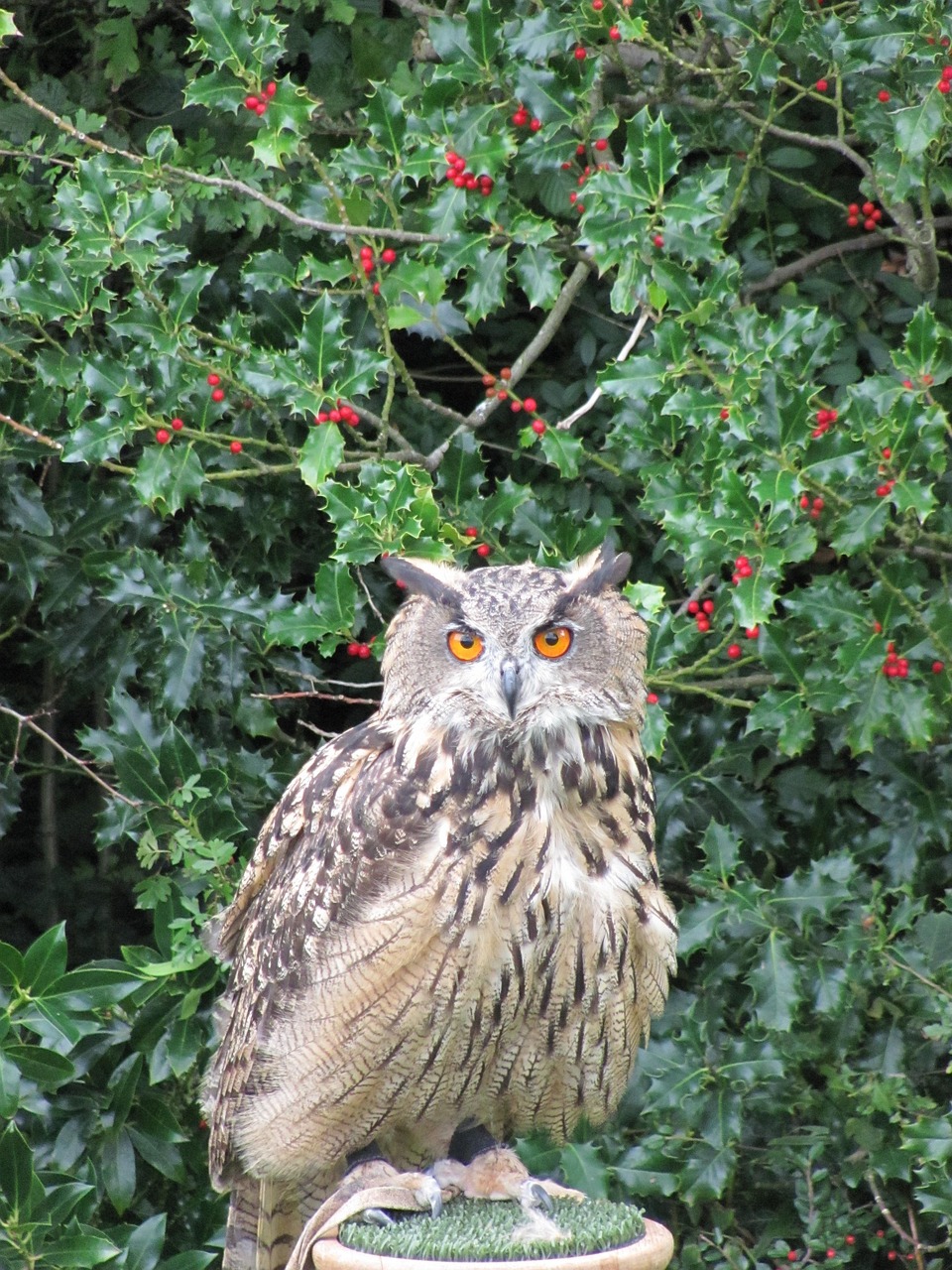 Euh Hibou Oiseau - Photo gratuite sur Pixabay - Pixabay