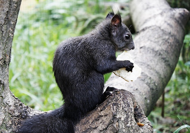 Ardilla Animal - Foto gratis en Pixabay - Pixabay