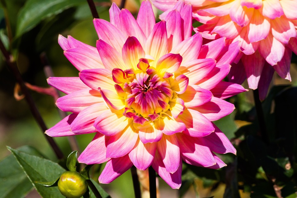 Dahlien Dahlia Georginen - Kostenloses Foto auf Pixabay - Pixabay