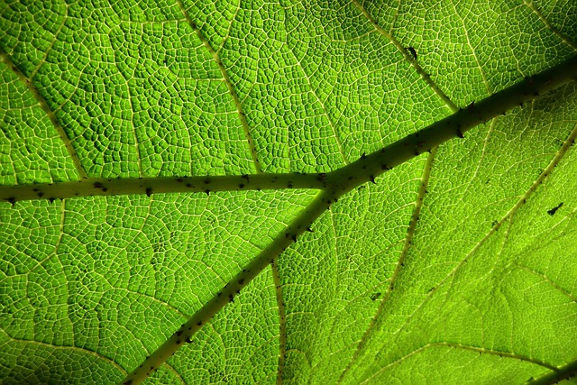 Botany Leaves Green - Free photo on Pixabay