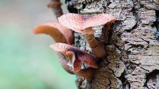 Fungus Tree Bark - Free photo on Pixabay - Pixabay