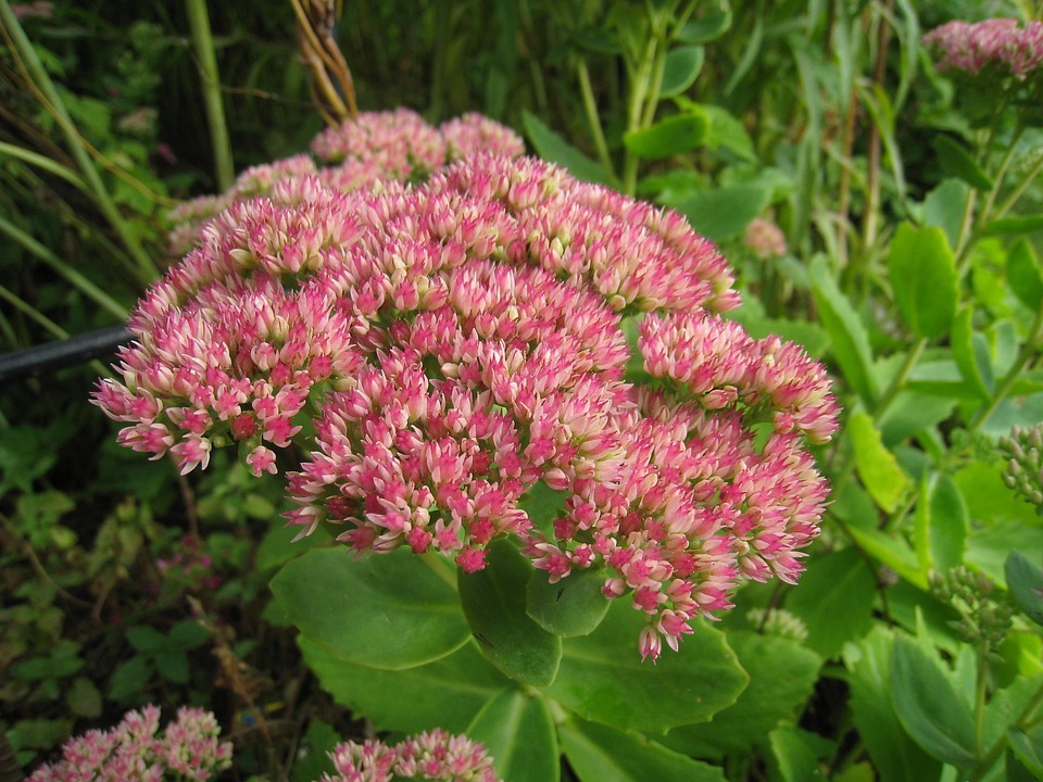 Sedum Love Herb Flower - Free photo on Pixabay - Pixabay