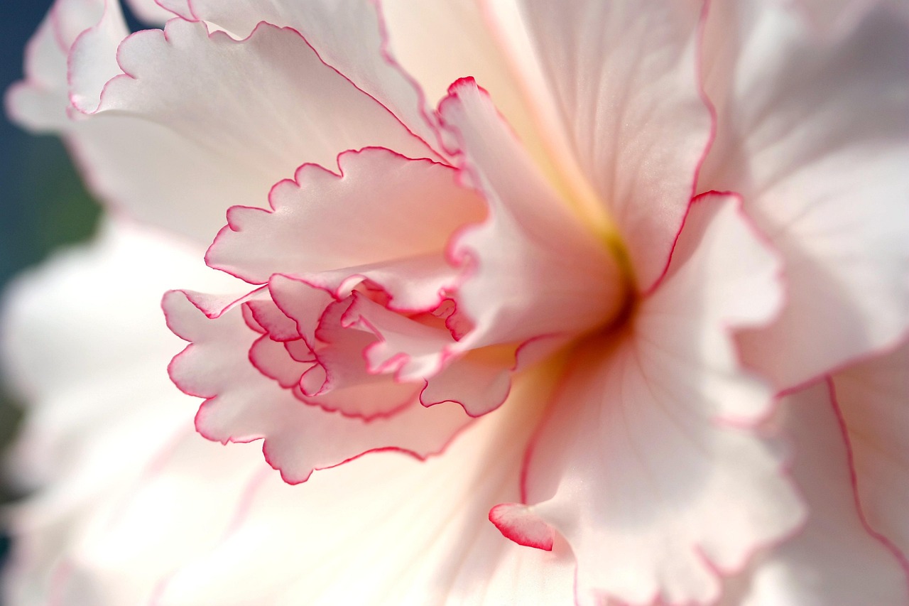 400,000+ Free Flowers Images & Flower Photos [HD] - Pixabay