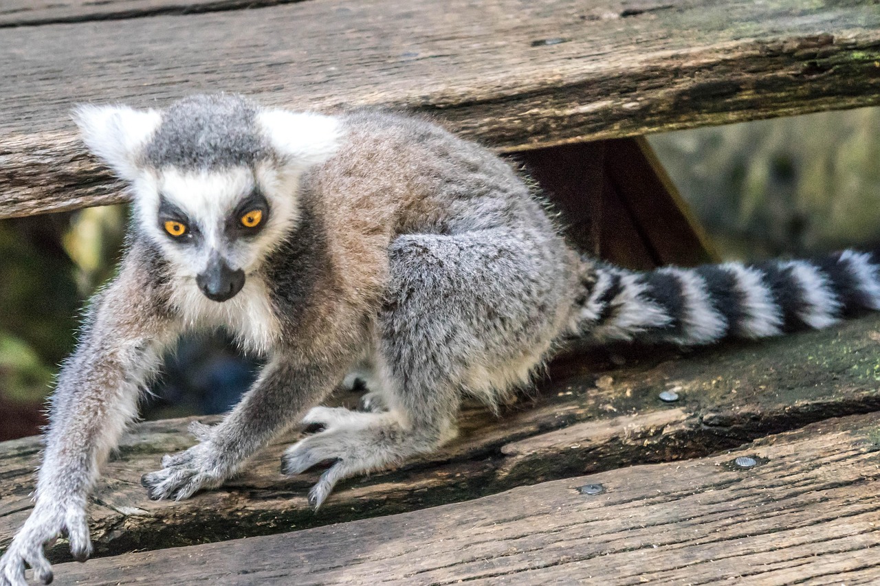 Lemur Eyes Playful - Free photo on Pixabay - Pixabay