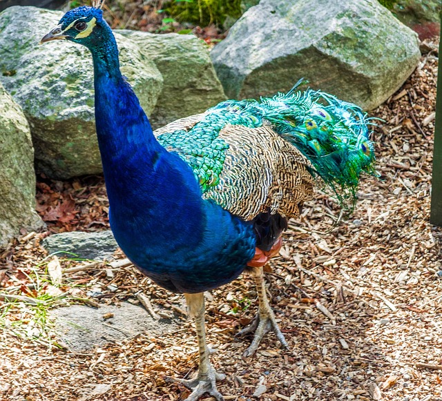 Pavo Real Plumaje Color - Foto gratis en Pixabay - Pixabay