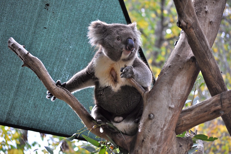 Koala Mammal Bear - Free photo on Pixabay