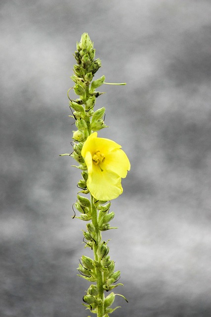 Mullein Blossom Bloom - Free photo on Pixabay