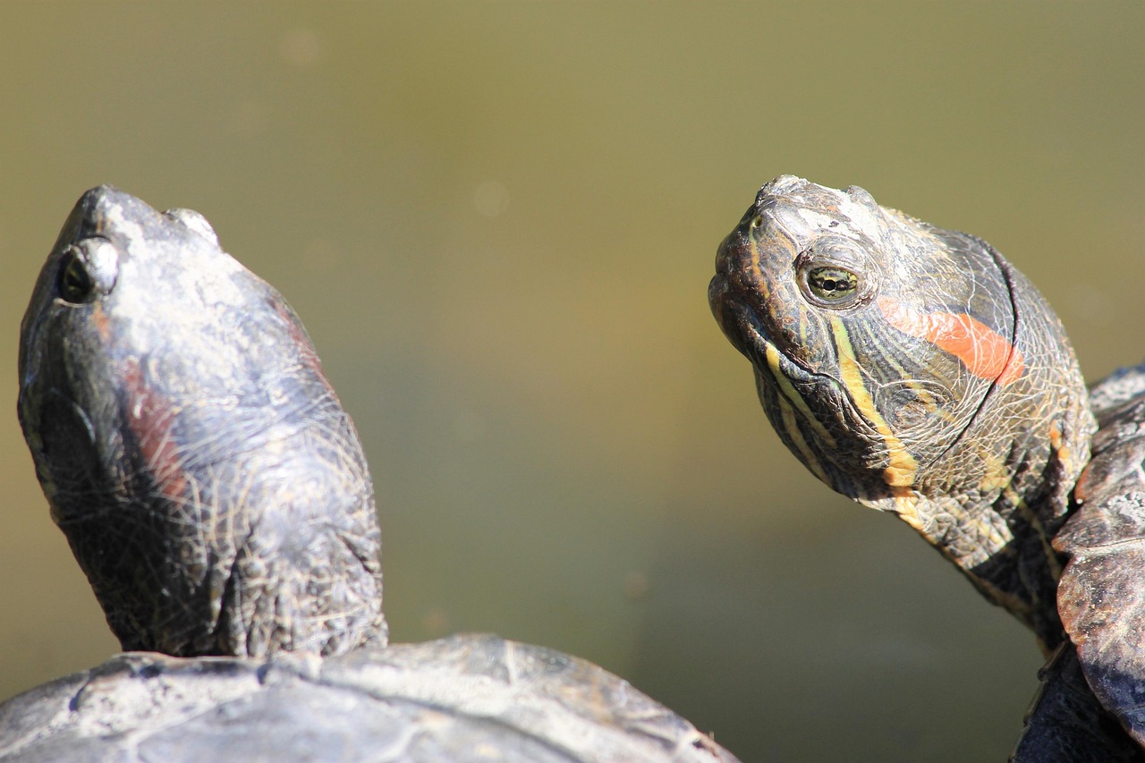 Tortuga Naturaleza Tortugas De - Foto gratis en Pixabay - Pixabay