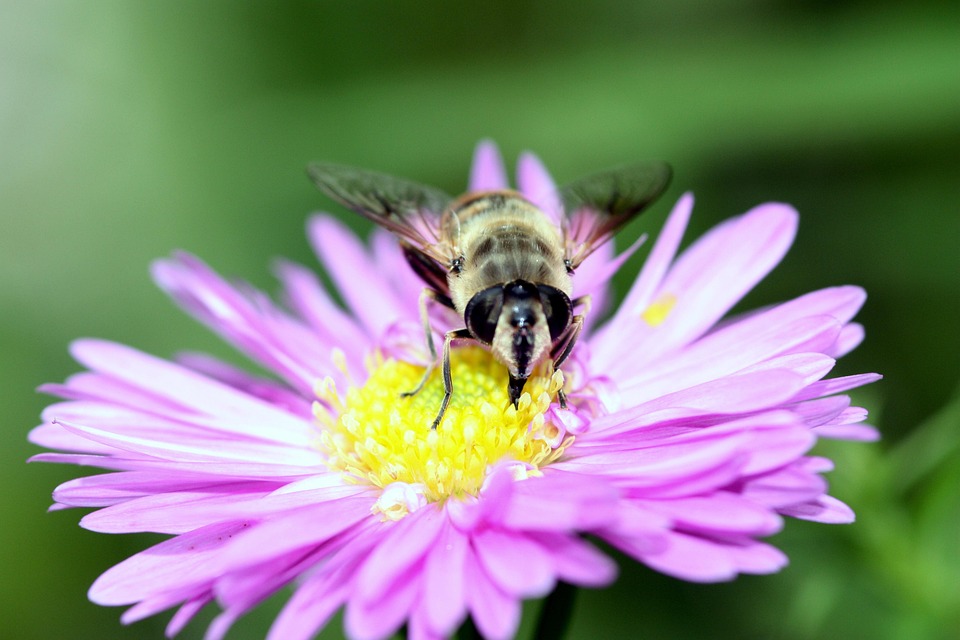Fleur Insecte Abeille - Photo gratuite sur Pixabay