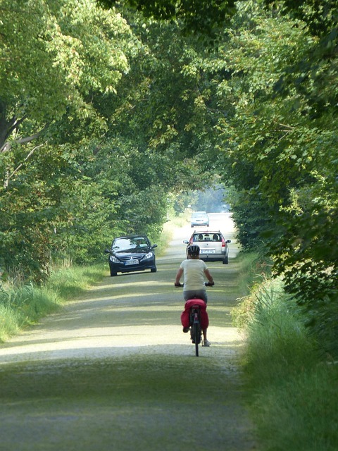 Radfahren Allee Ostdeutschland - Kostenloses Foto auf Pixabay - Pixabay