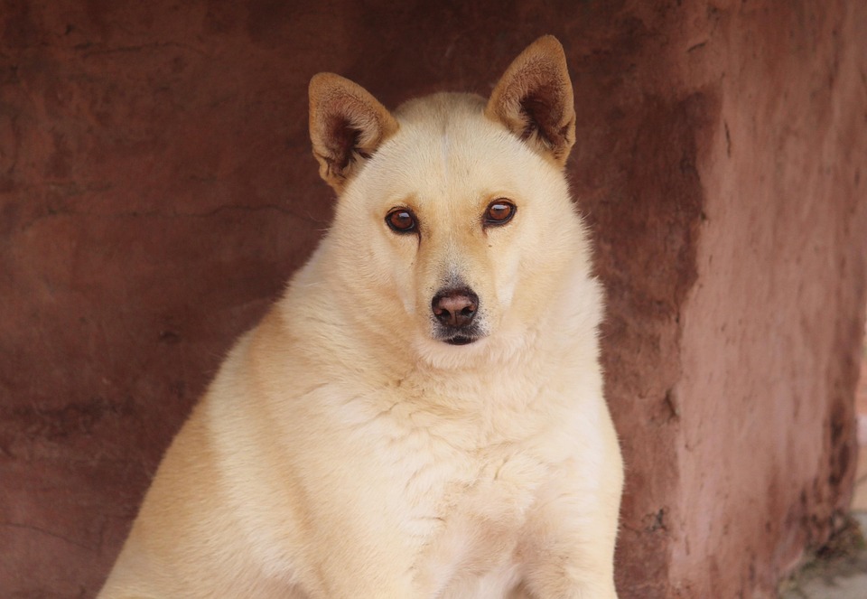 Kostenloses Foto: Hund, Fell, Mischling, Tier, Weiß - Kostenloses Bild ...