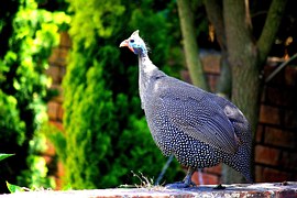 Guinea Fowl Chicken Bird - Free photo on Pixabay