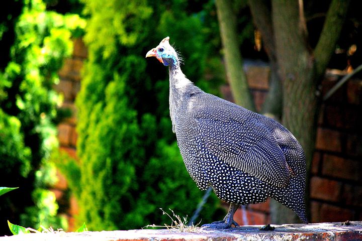Más de 90 imágenes gratis de Gallina De Guinea y Pájaro - Pixabay