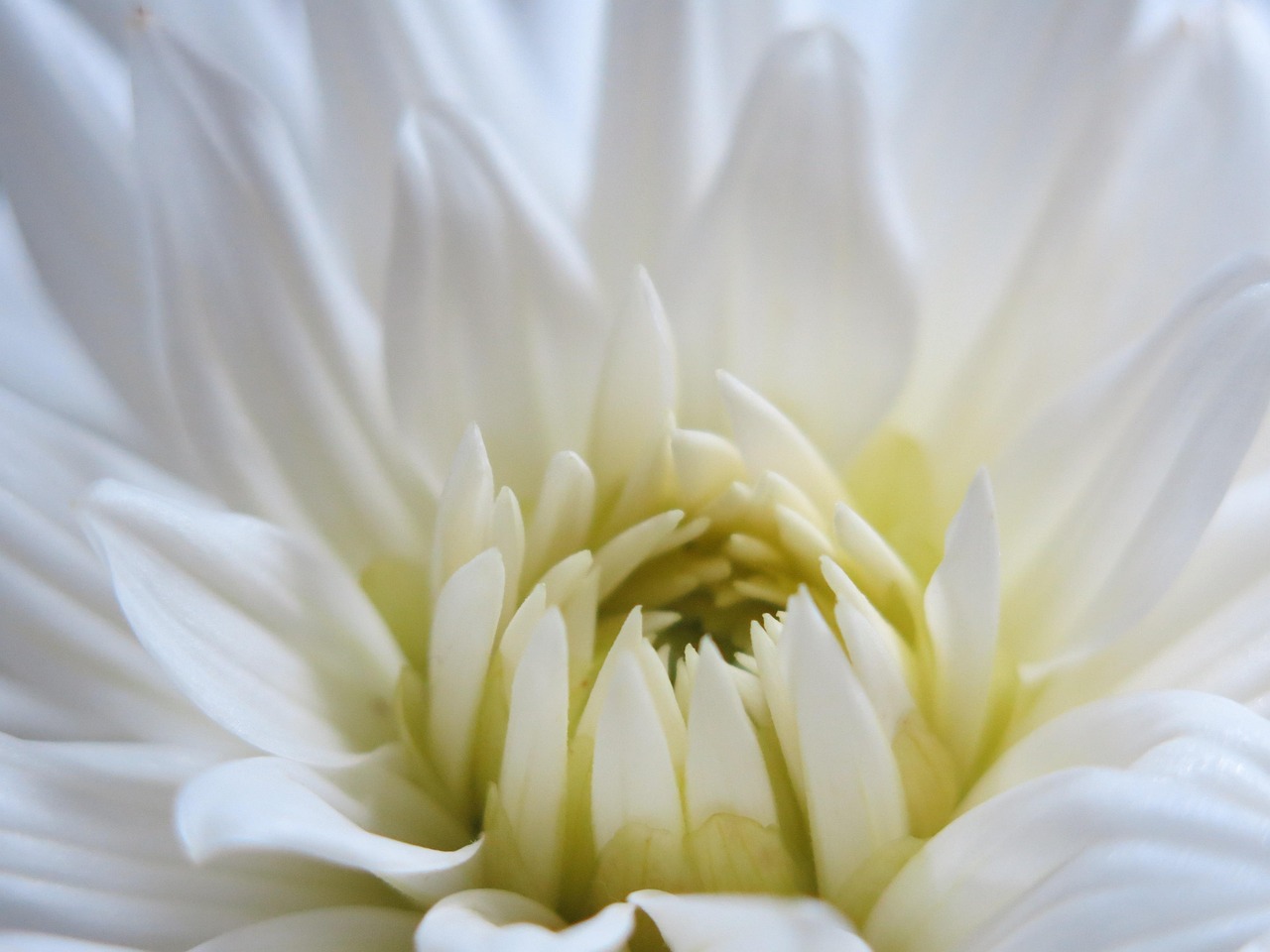 Dalia Flor Blanco - Foto gratis en Pixabay - Pixabay