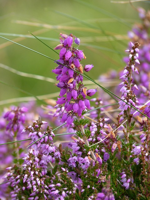 Irish Bell Heather Erika Pagan - Free photo on Pixabay - Pixabay