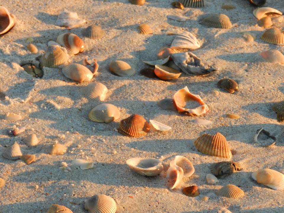Muscheln Strand Sand - Kostenloses Foto auf Pixabay