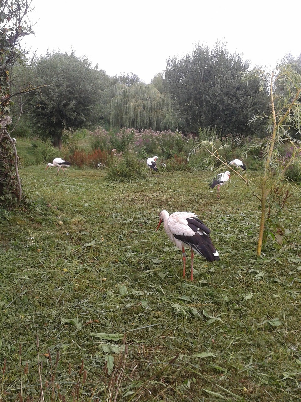 Stork Birds Group - Free photo on Pixabay