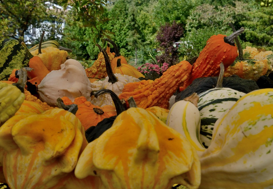 Squash Vegetables Farm - Free photo on Pixabay - Pixabay