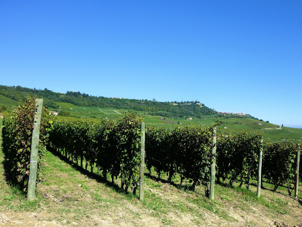 Vineyards Vines Italy - Free photo on Pixabay