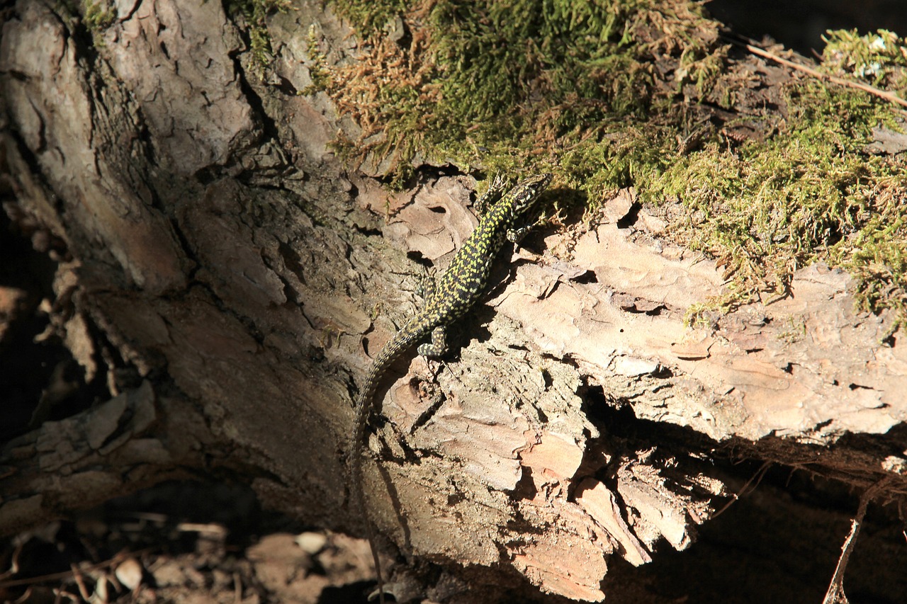 Lizard Tribe Tree Trunk - Free photo on Pixabay - Pixabay