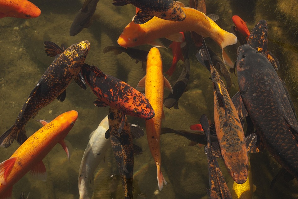 Fisch Wasser Natur - Kostenloses Foto auf Pixabay - Pixabay