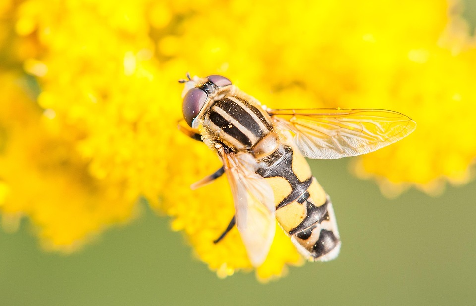 Hover Fly Insect Close Up - Free photo on Pixabay - Pixabay