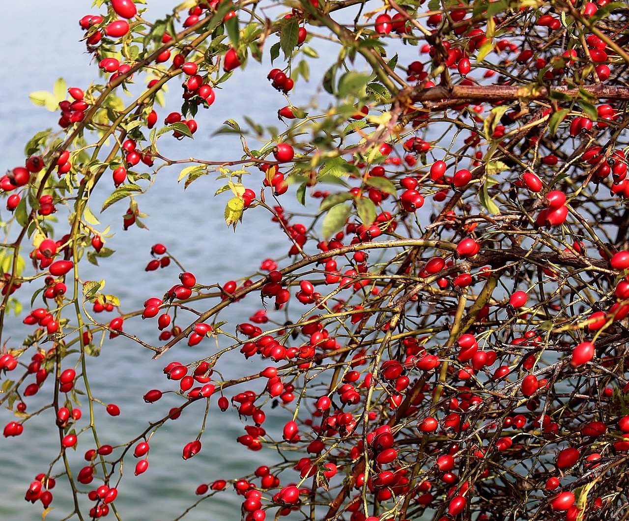 Rosehips Fruit Shrub - Free photo on Pixabay - Pixabay