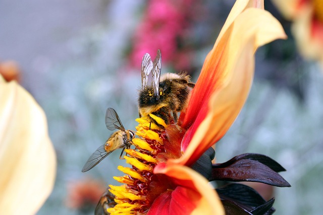 Insectos Avispas Abejas - Foto gratis en Pixabay - Pixabay