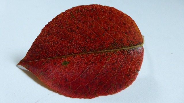 Hoja Pera Otoño Sale - Foto gratis en Pixabay - Pixabay
