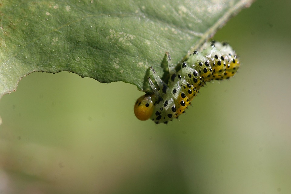 Oruga Insecto Macro - Foto gratis en Pixabay - Pixabay