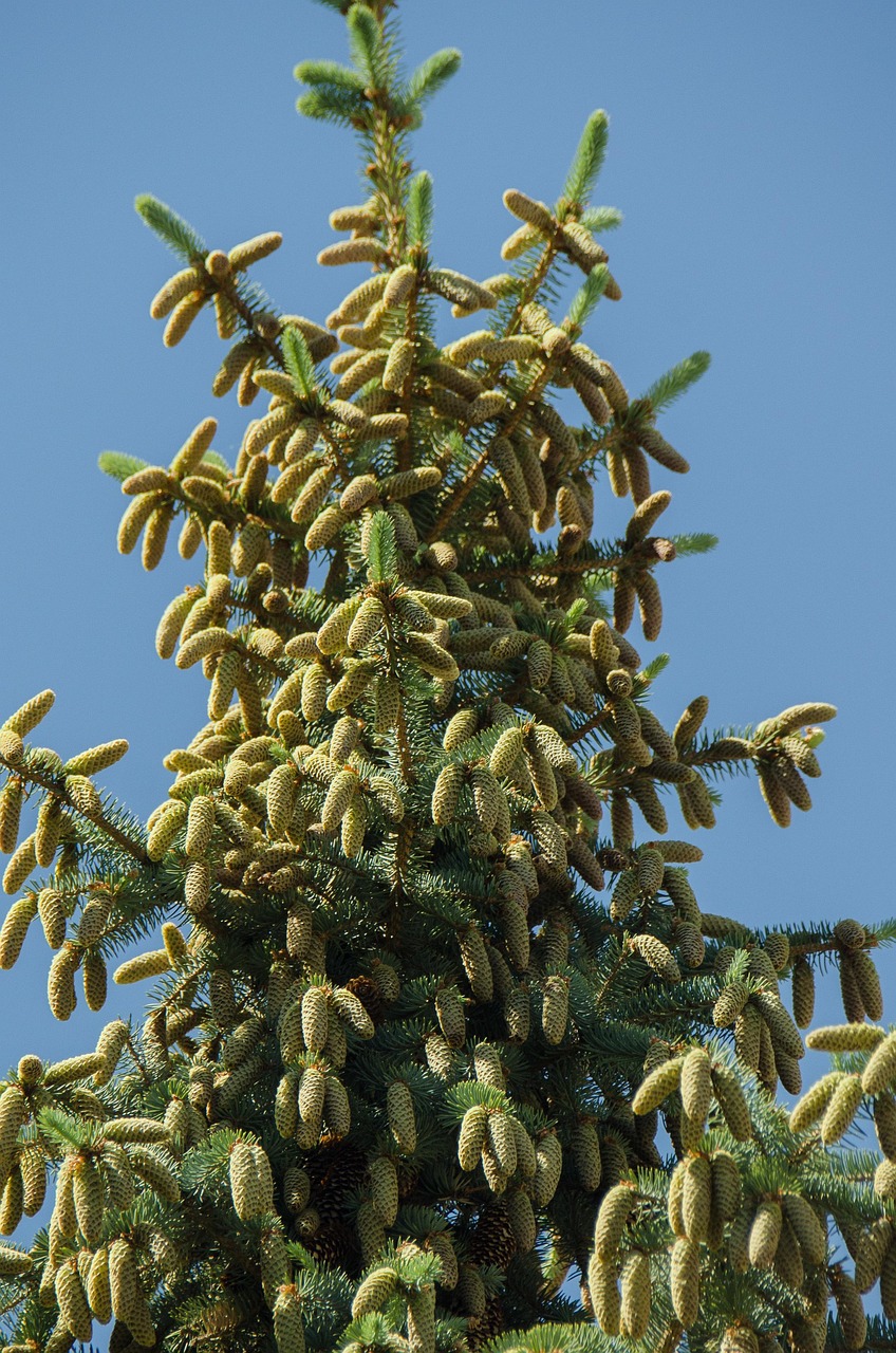 Spruce Árvore Conífero - Foto gratuita no Pixabay - Pixabay