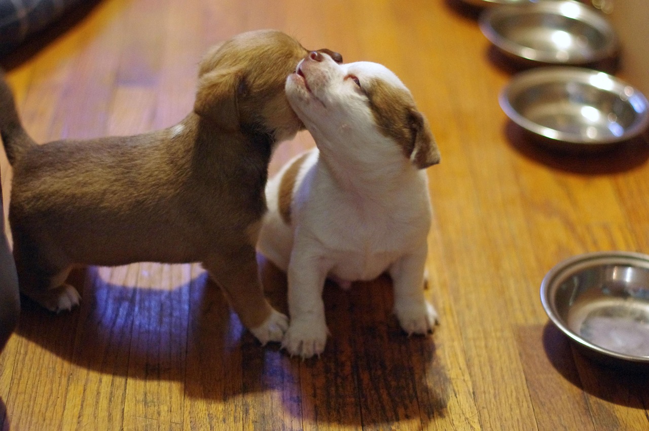 Puppies Small Breed - Free photo on Pixabay - Pixabay