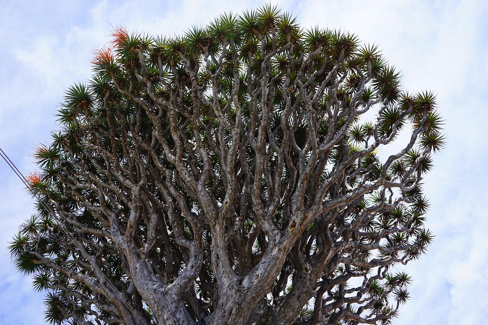 Drago Canario Arbol Dragon - Foto gratis en Pixabay
