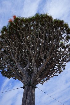 40+ Free Dracos & Dragon Tree Images - Pixabay