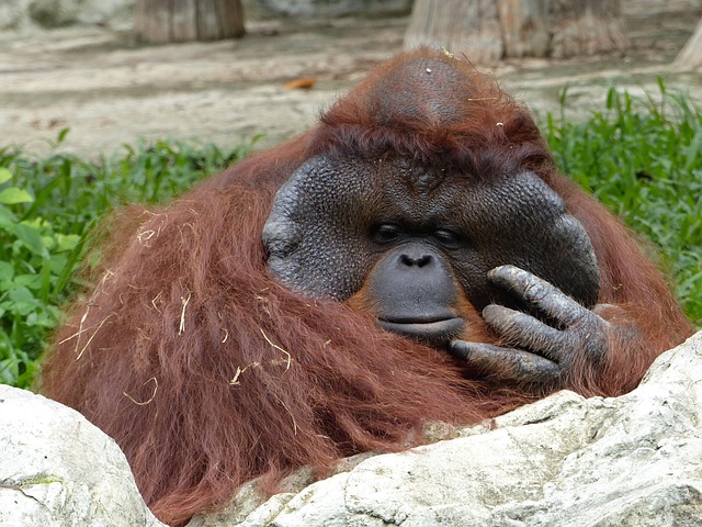 Orang Outang Zoo Chiang Mai - Photo gratuite sur Pixabay - Pixabay