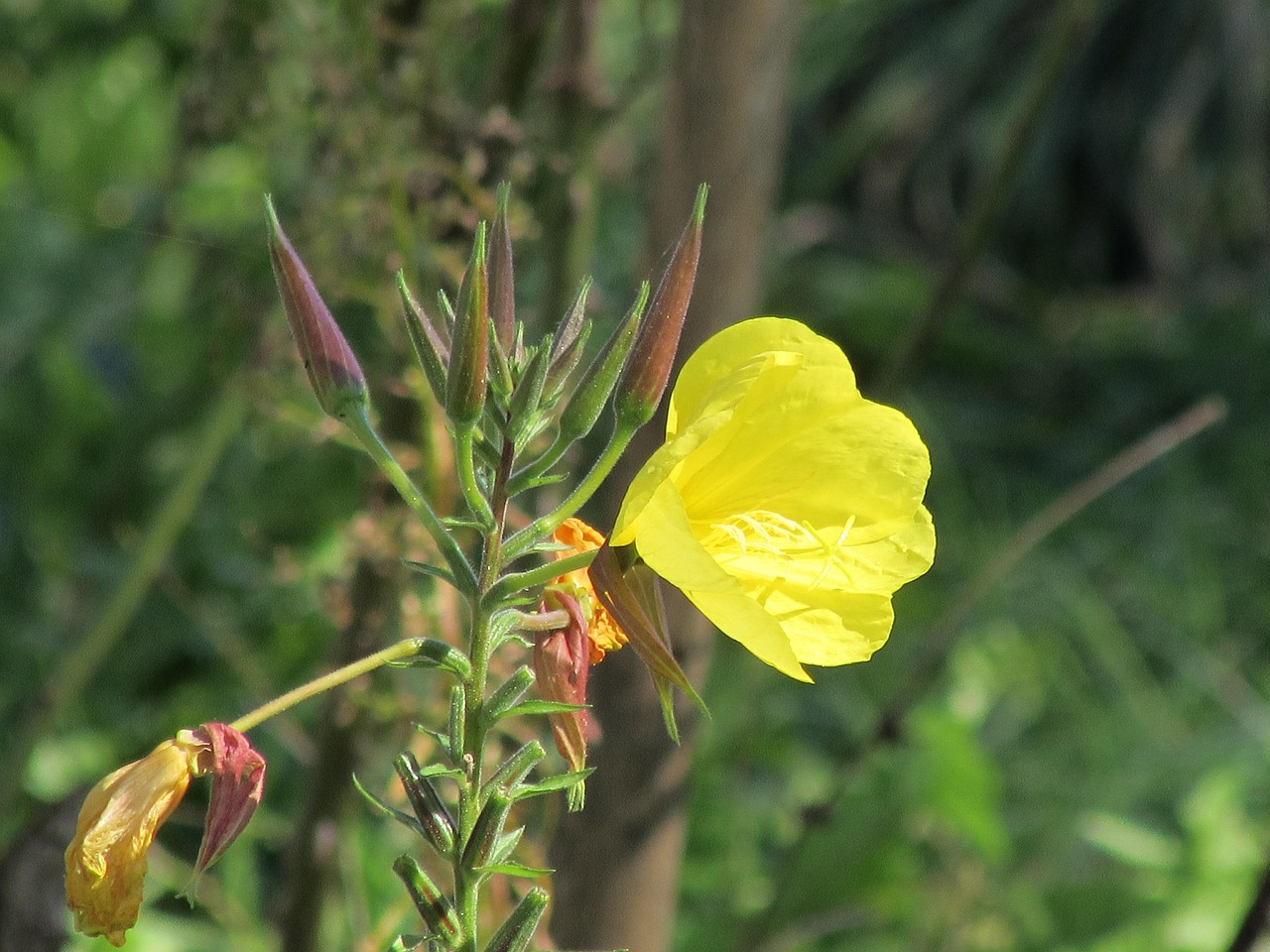 Onagre Fleurs Oenothera Biennis - Photo gratuite sur Pixabay - Pixabay