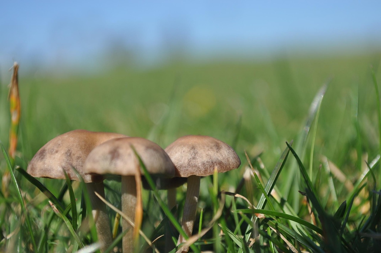 Champignon Nature Naturel - Photo gratuite sur Pixabay - Pixabay