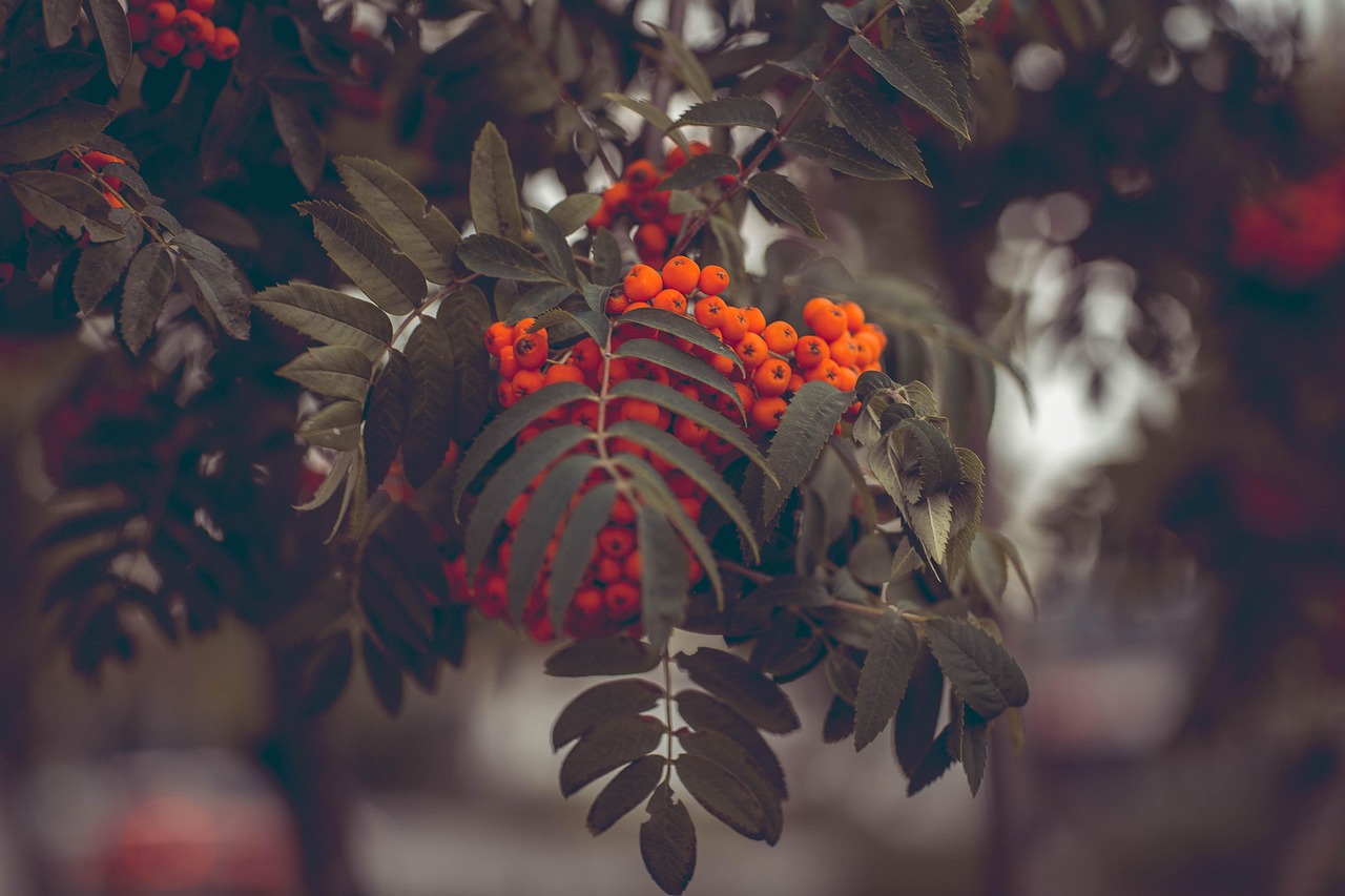 Rowanberries Ash Rowan - Free photo on Pixabay - Pixabay