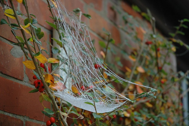 Spinnenweb Vorst Herfst - Gratis foto op Pixabay - Pixabay