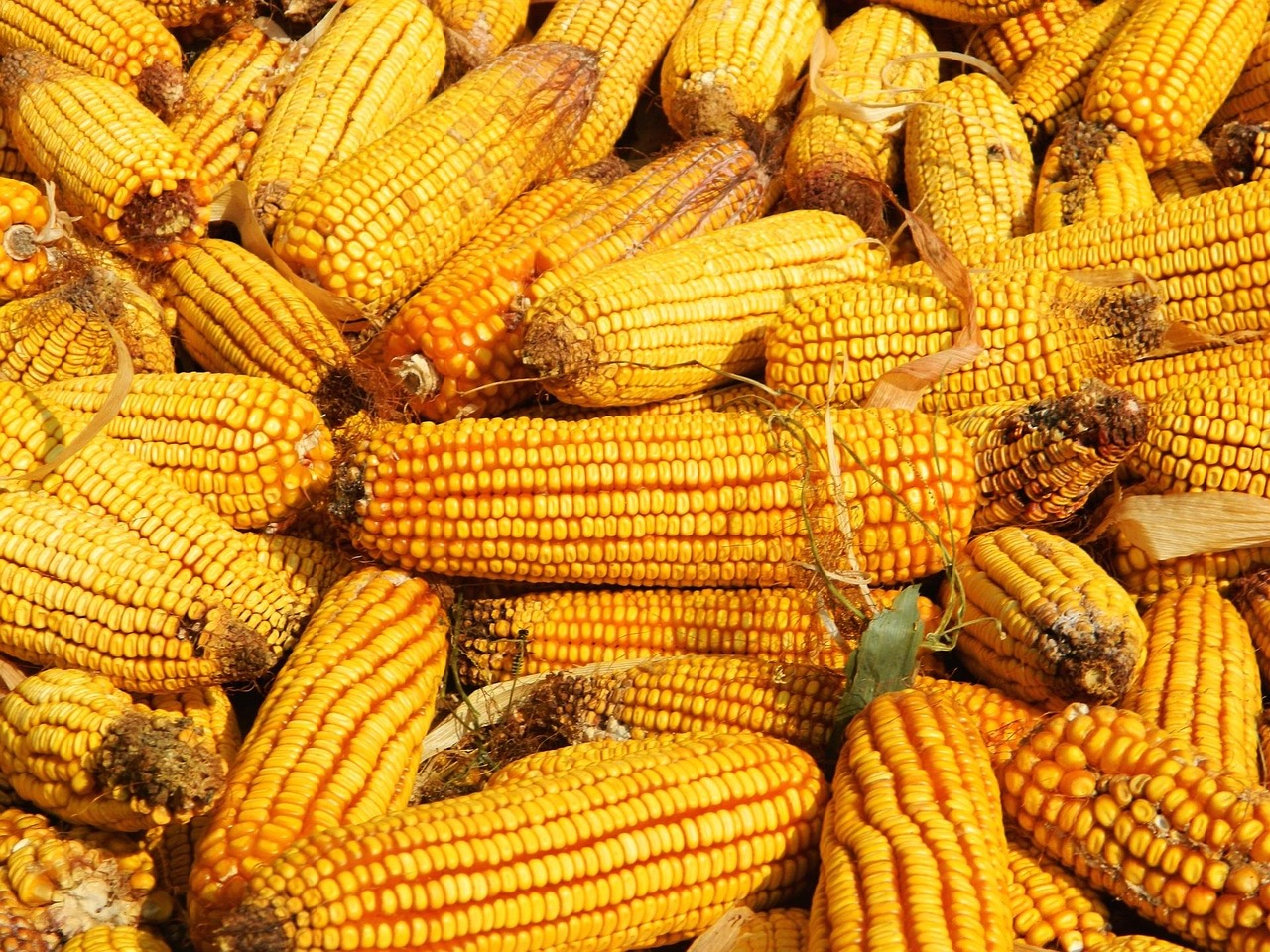 Corn Wheat Yellow - Free photo on Pixabay - Pixabay