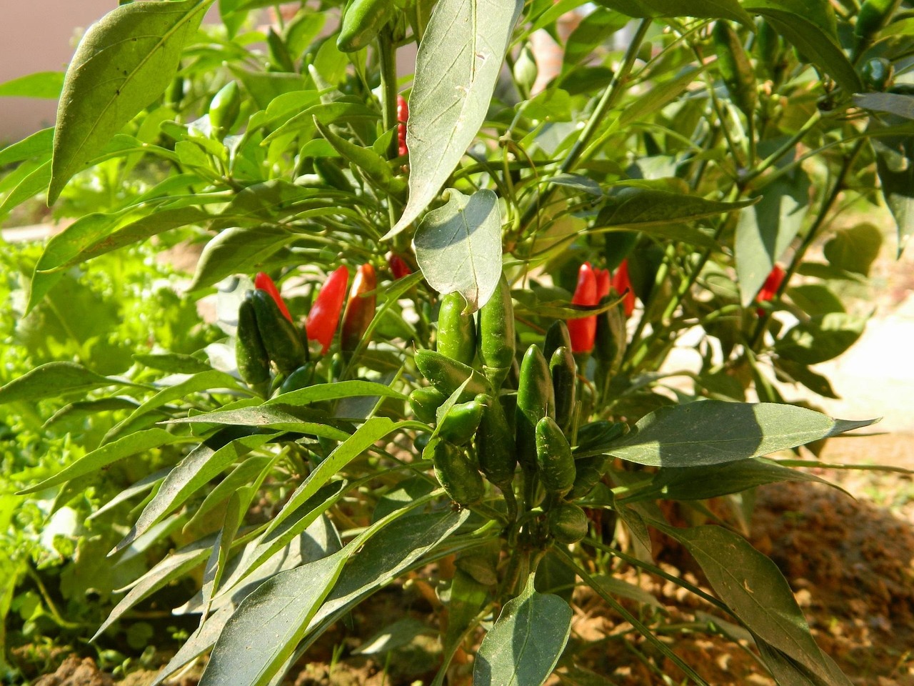 Chili Pepper Spicy Red - Free photo on Pixabay