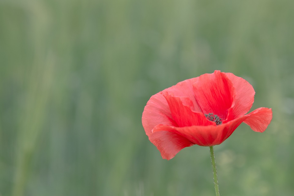 Poppy Cut Out Macro Close - Free photo on Pixabay