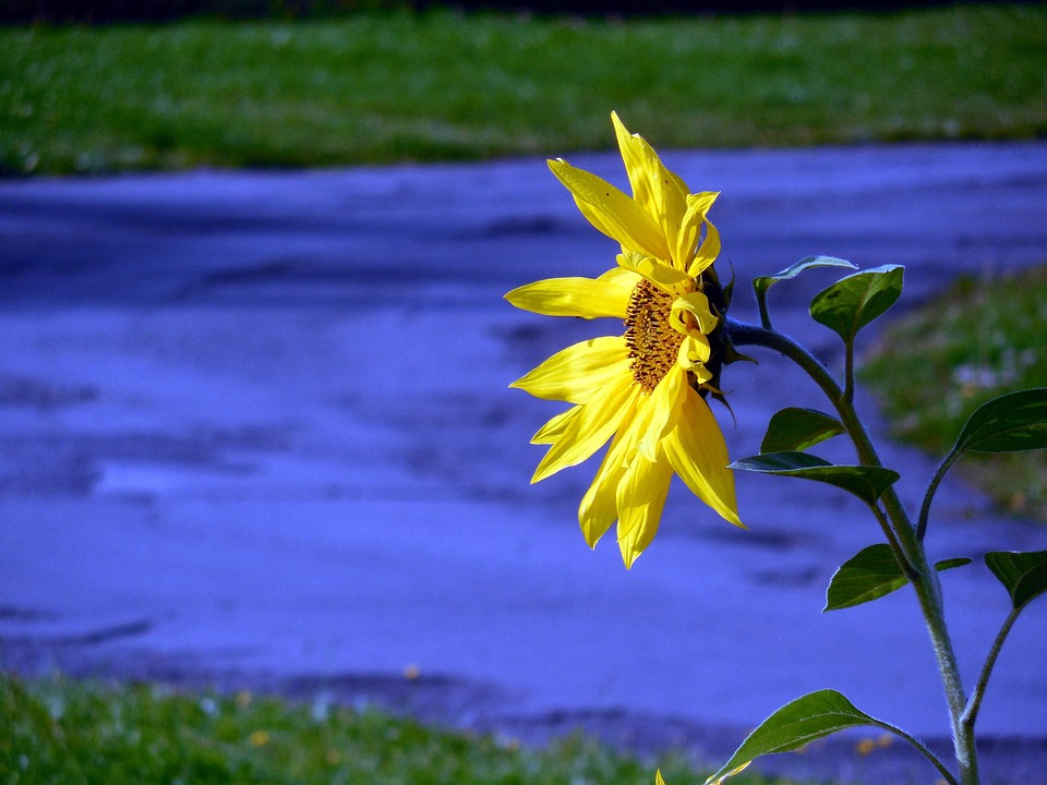 Girasol Flor Amarillo - Foto gratis en Pixabay - Pixabay