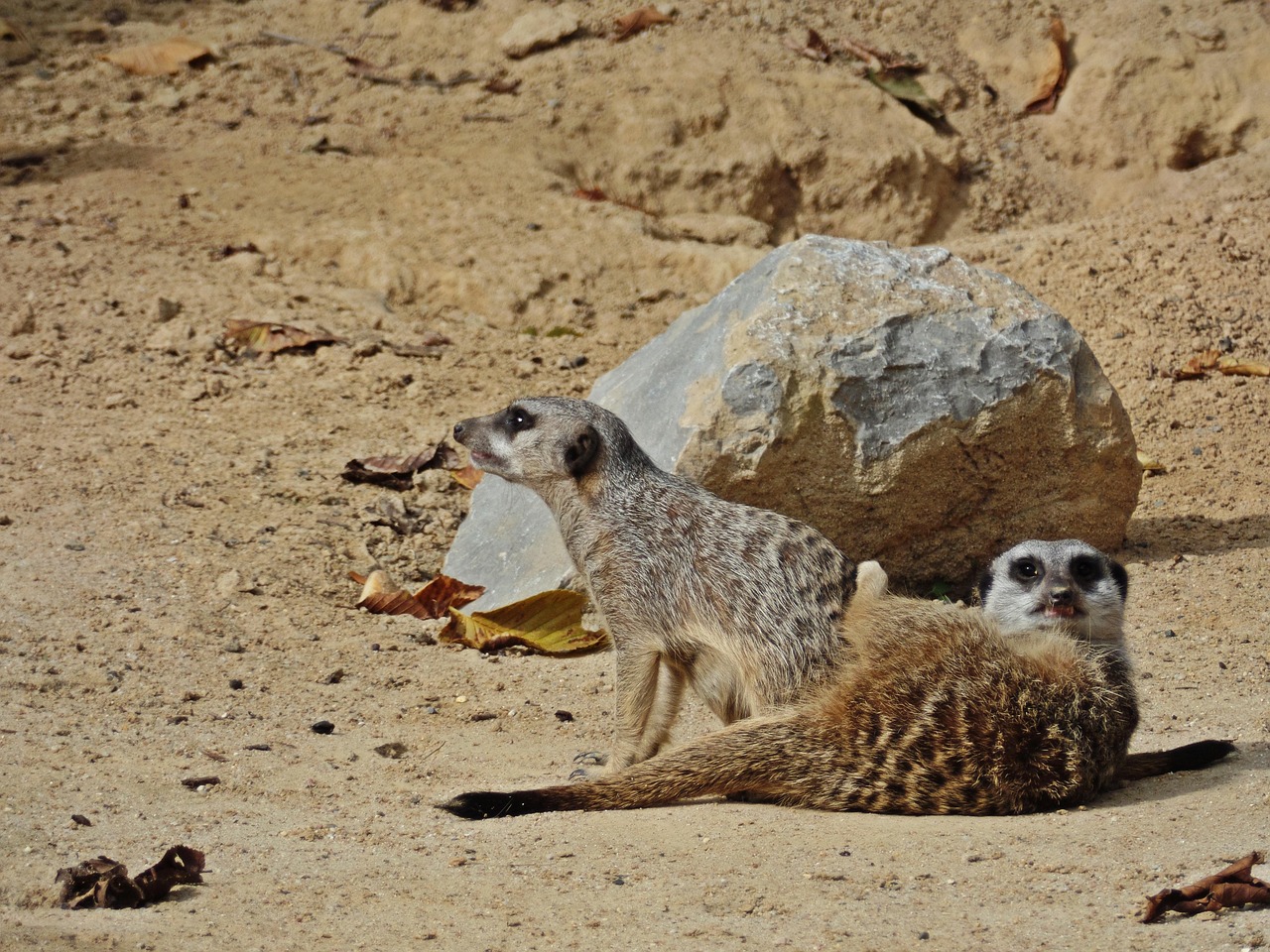 Suricata Animal - Foto gratuita no Pixabay - Pixabay