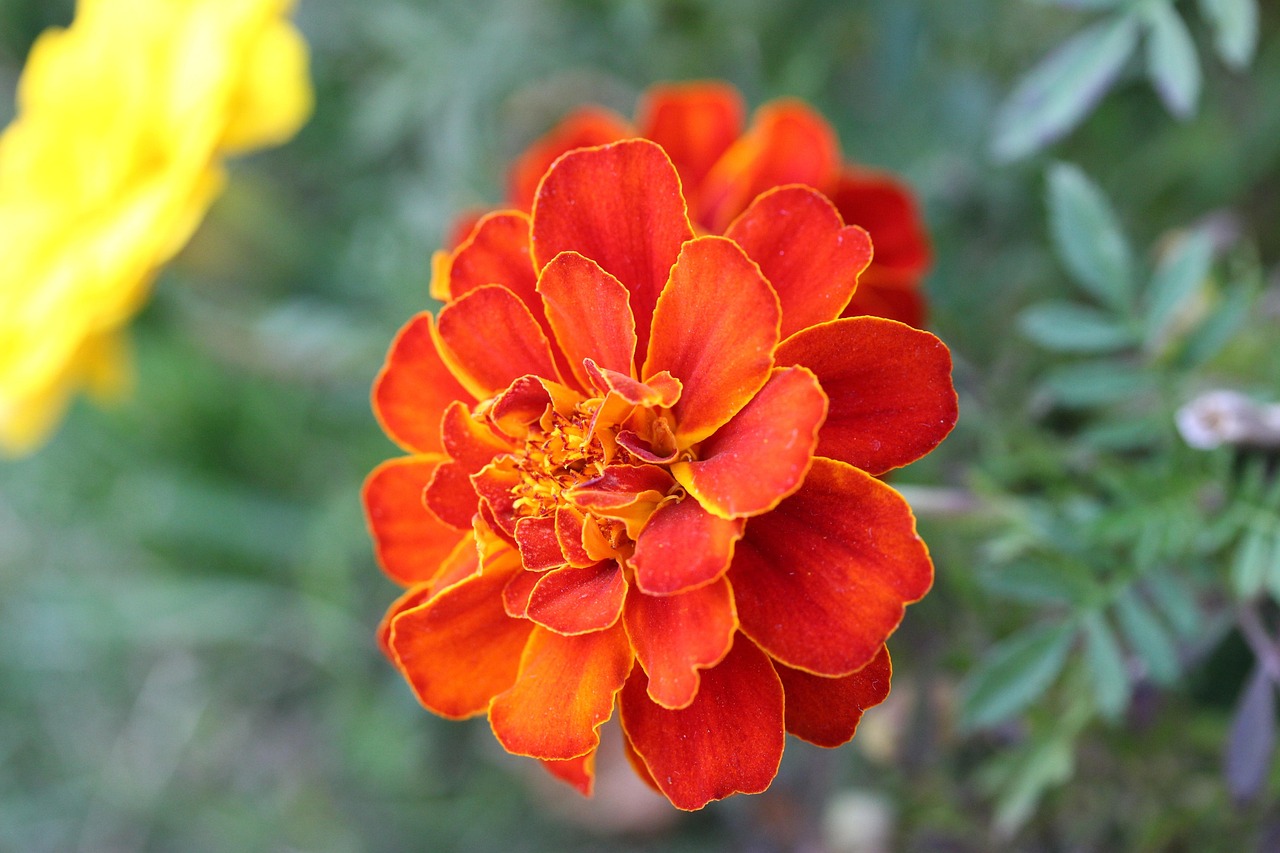 Kebun Berkebun Bunga - Foto gratis di Pixabay - Pixabay