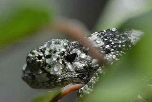 Chameleon Lizard Camouflage Cold - Free photo on Pixabay