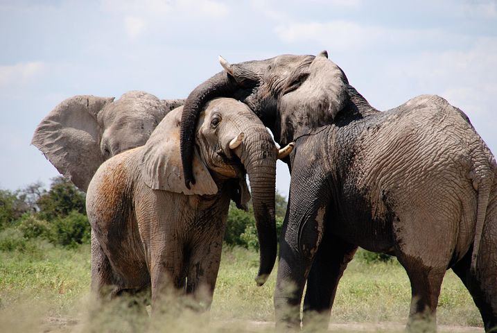 5,000+ HD Elephant Pictures & Images