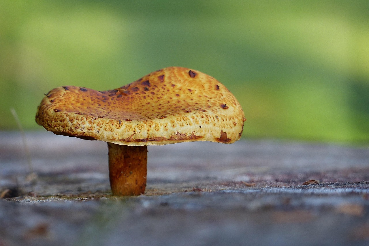 Mushroom Fungus Nature - Free photo on Pixabay - Pixabay