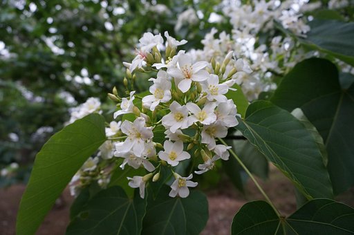 40+ Free Tunga & Tung Blossom Images - Pixabay