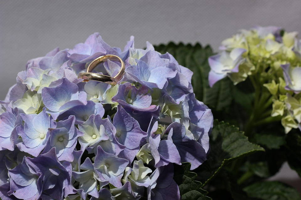 Hydrangea Rings Gold Ring - Free photo on Pixabay - Pixabay